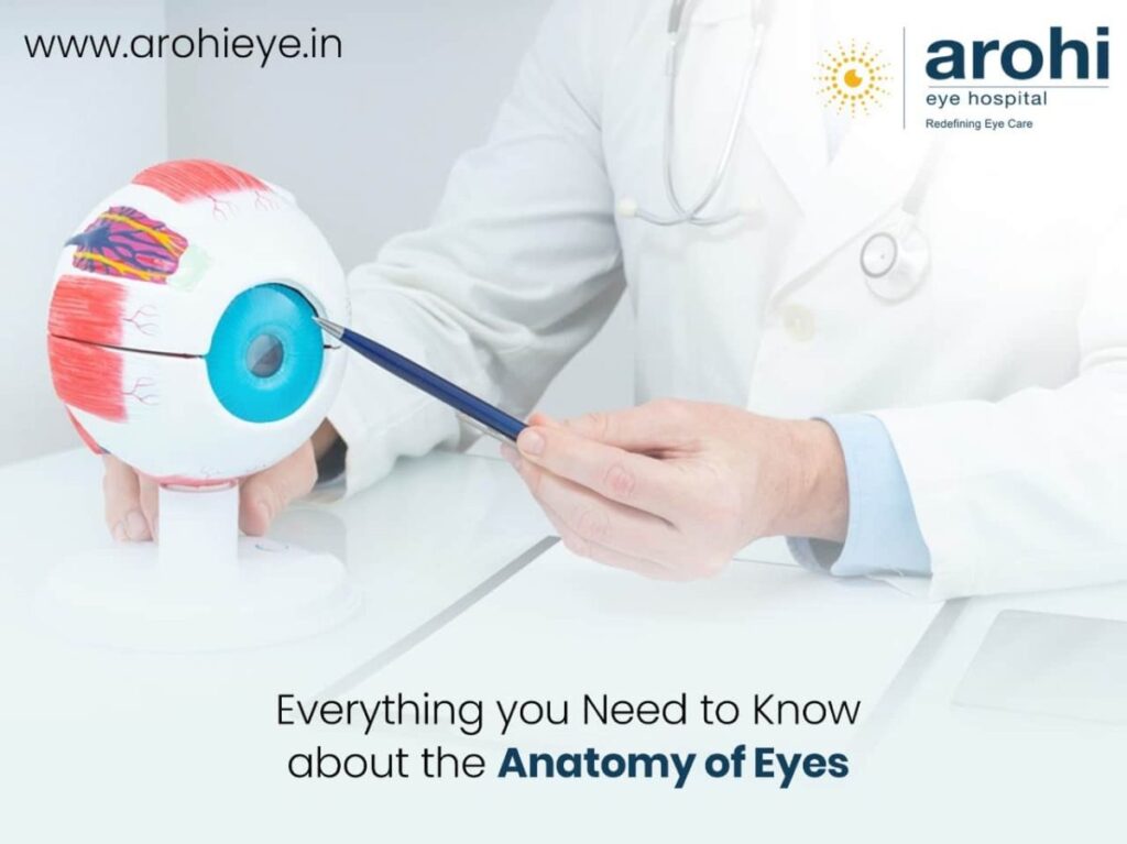 Everything you Need to Know about the Anatomy of Eyes